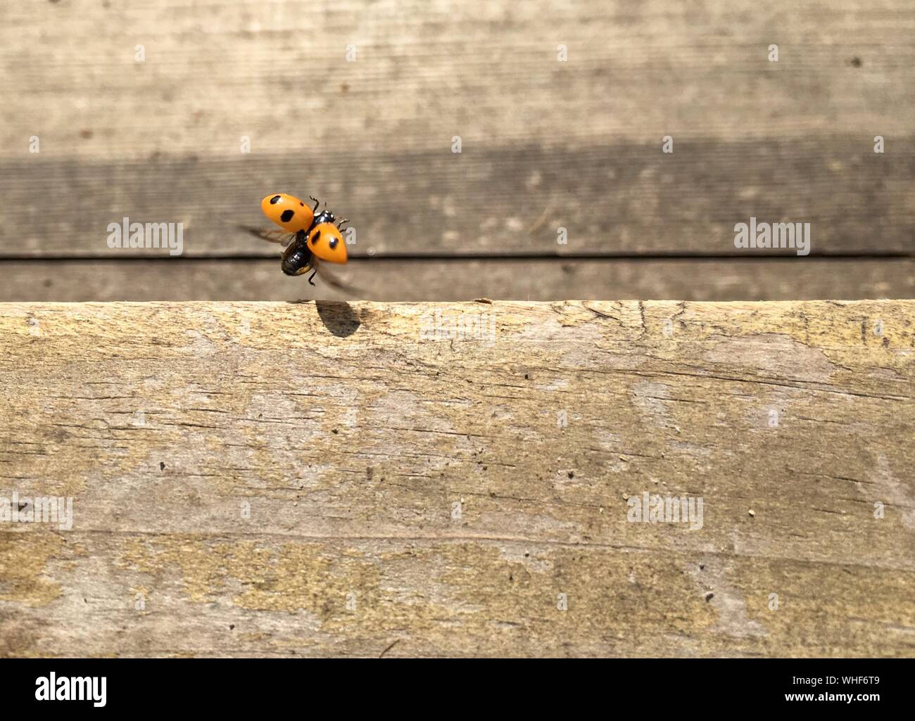 Flying ladybug close up hi-res stock photography and images - Alamy