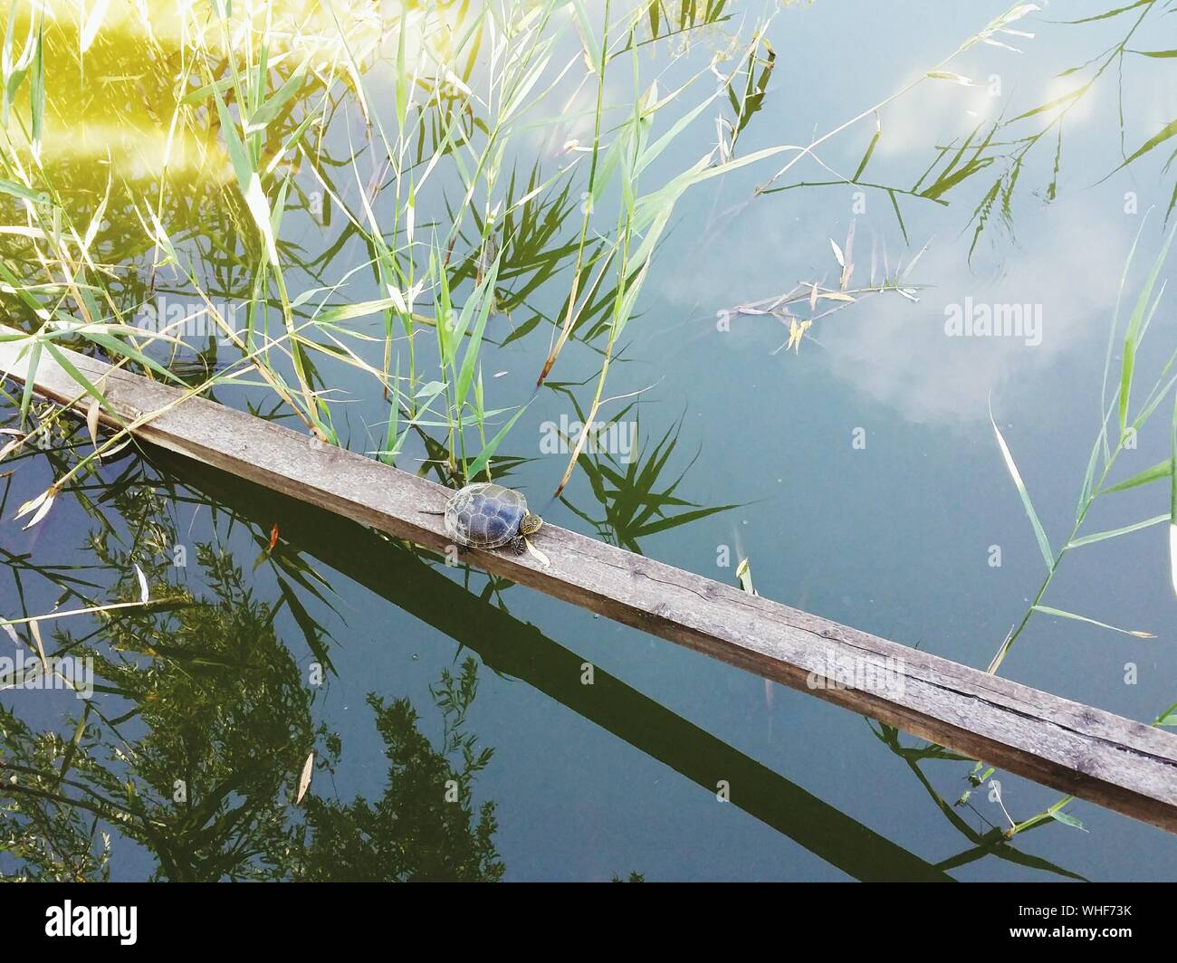 Plank over lake hi-res stock photography and images - Alamy