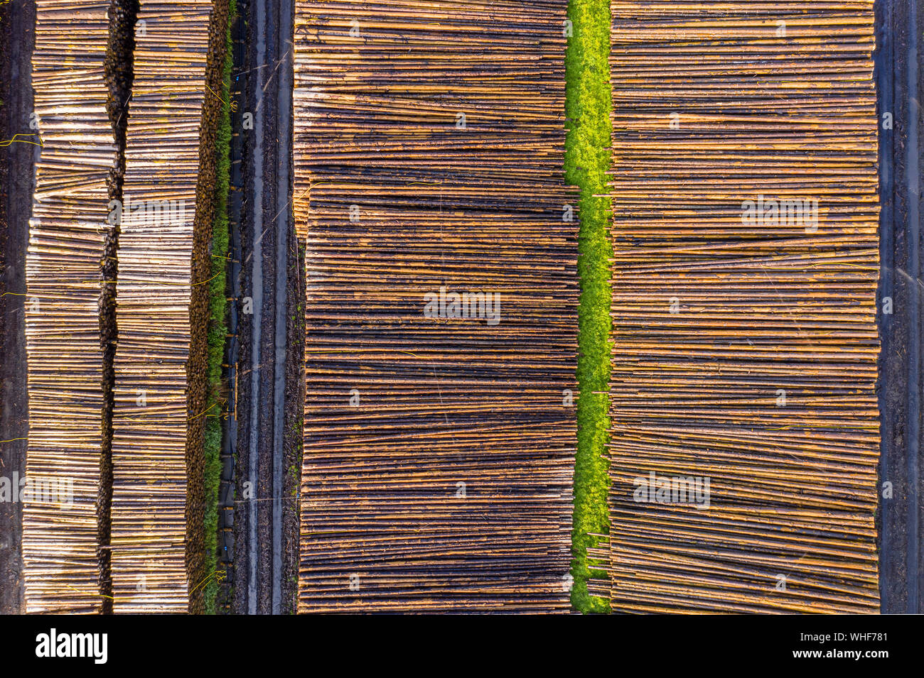 Consequences of climate change - Wood damaged by bark beetles in a ...