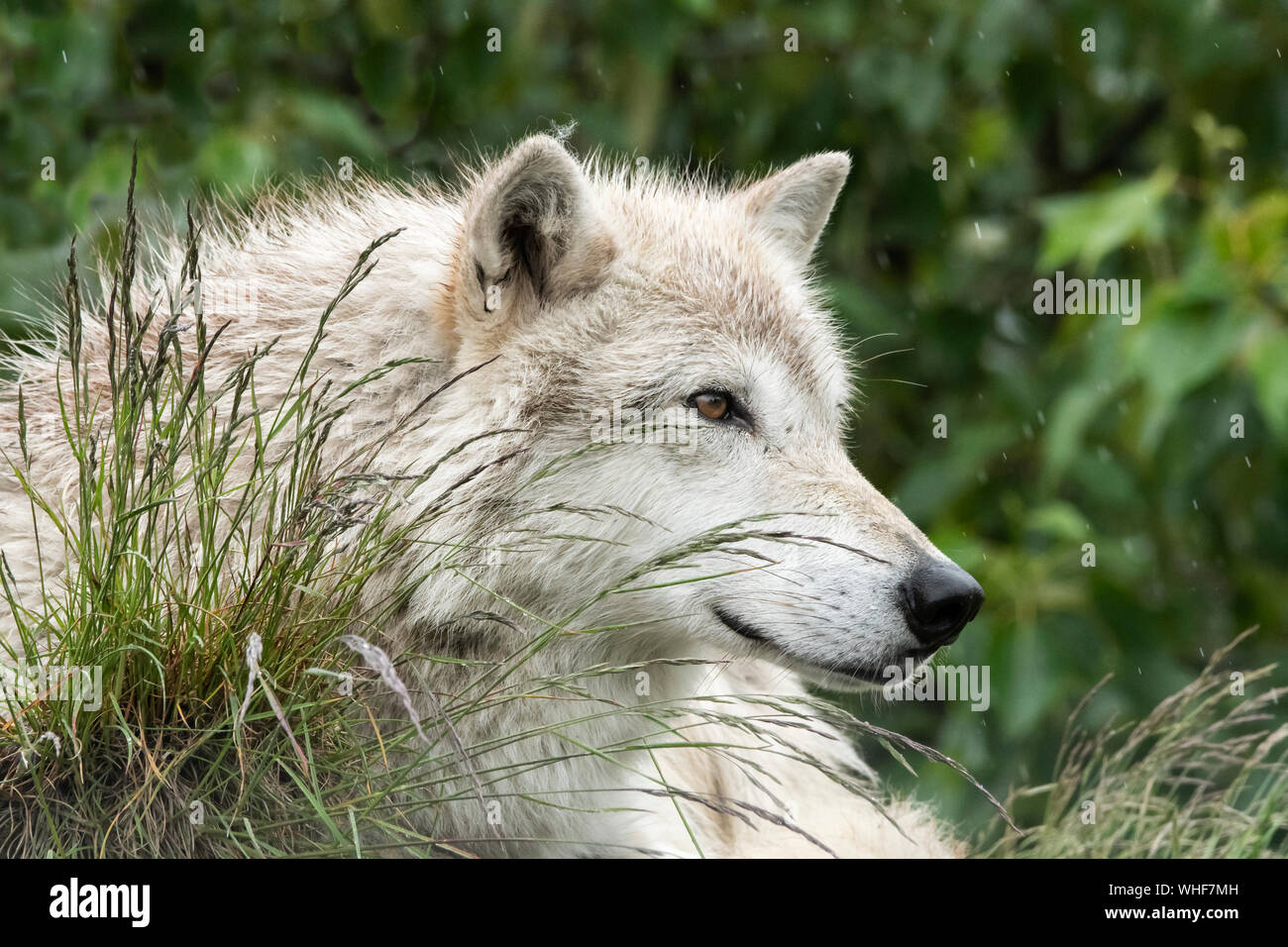 Spring wildlife hi-res stock photography and images - Alamy