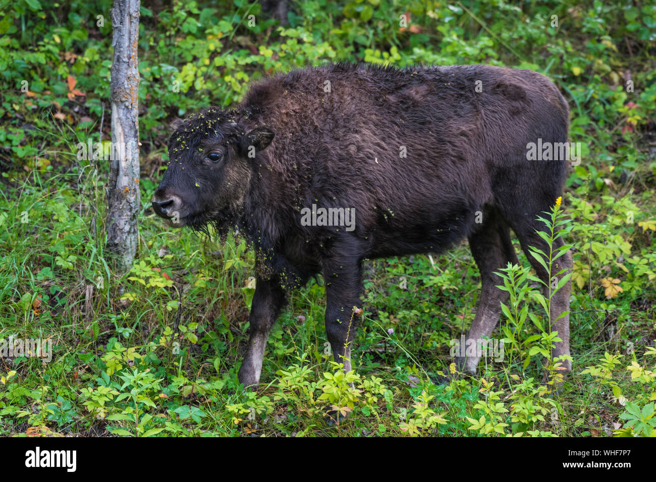 North American Bison calf (Bison Bison), Elk Island National Park ...