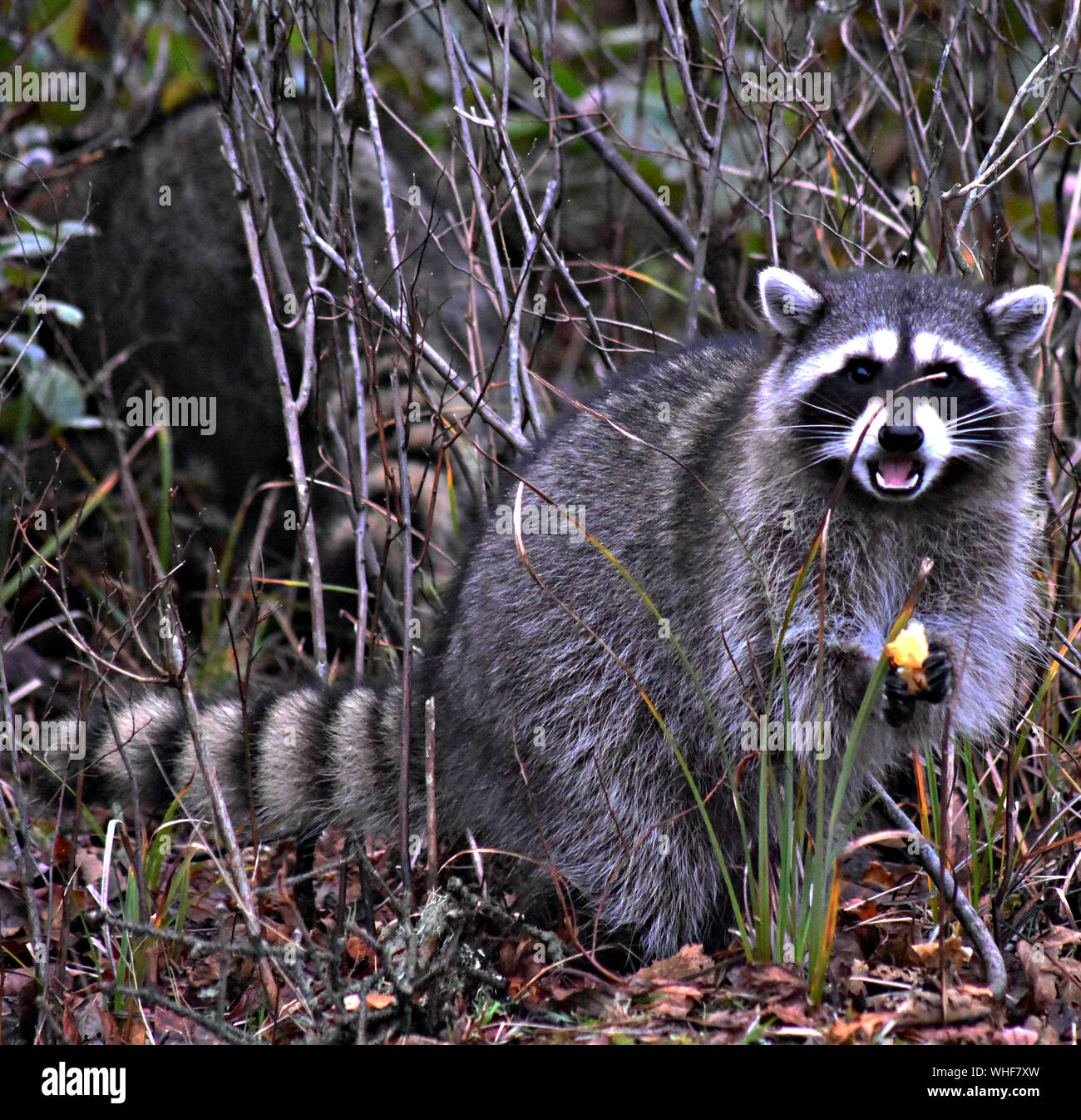 Two raccoon hi-res stock photography and images - Alamy