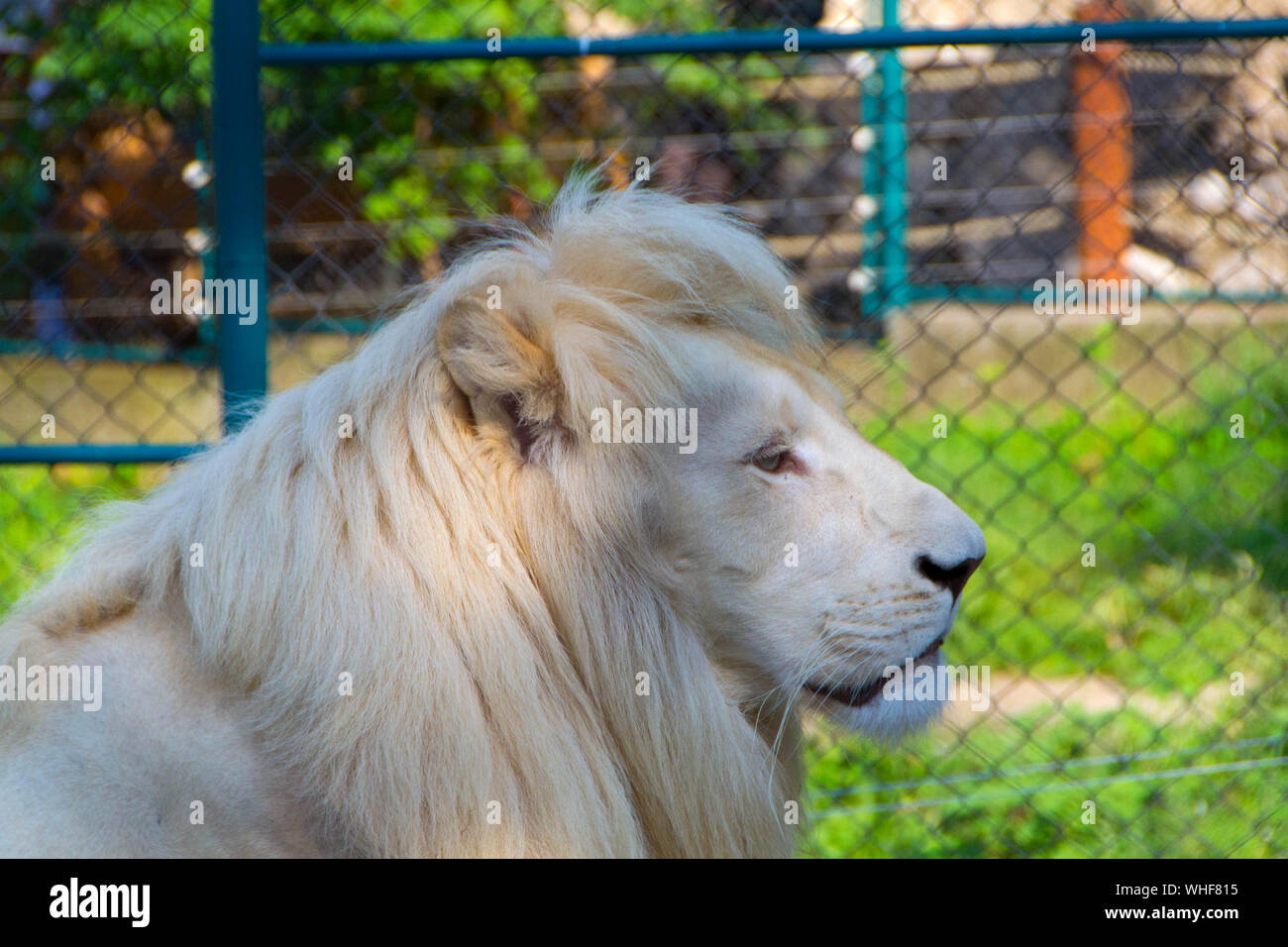 Albino lion hi-res stock photography and images - Alamy