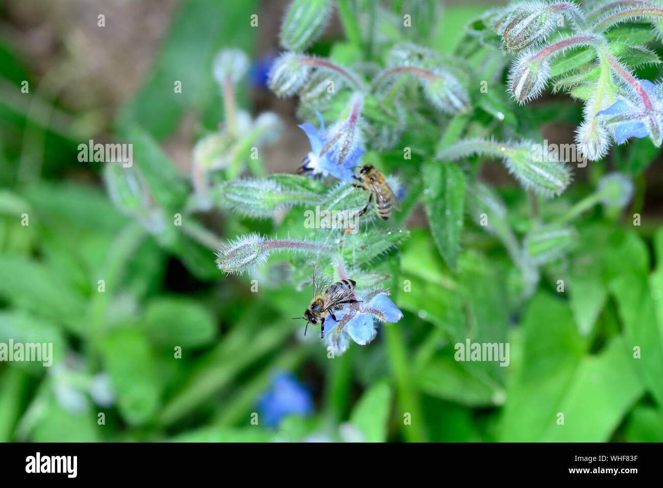 Borage animal hi-res stock photography and images - Alamy