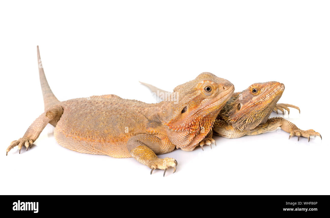 Lizards on white hi-res stock photography and images - Alamy