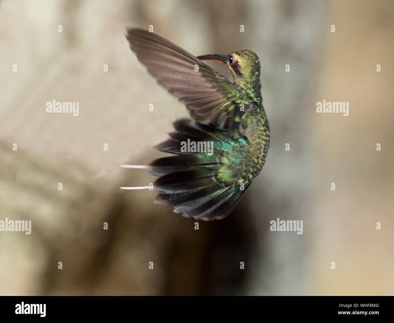 Green Hermit (Phaethornis guy Stock Photo - Alamy