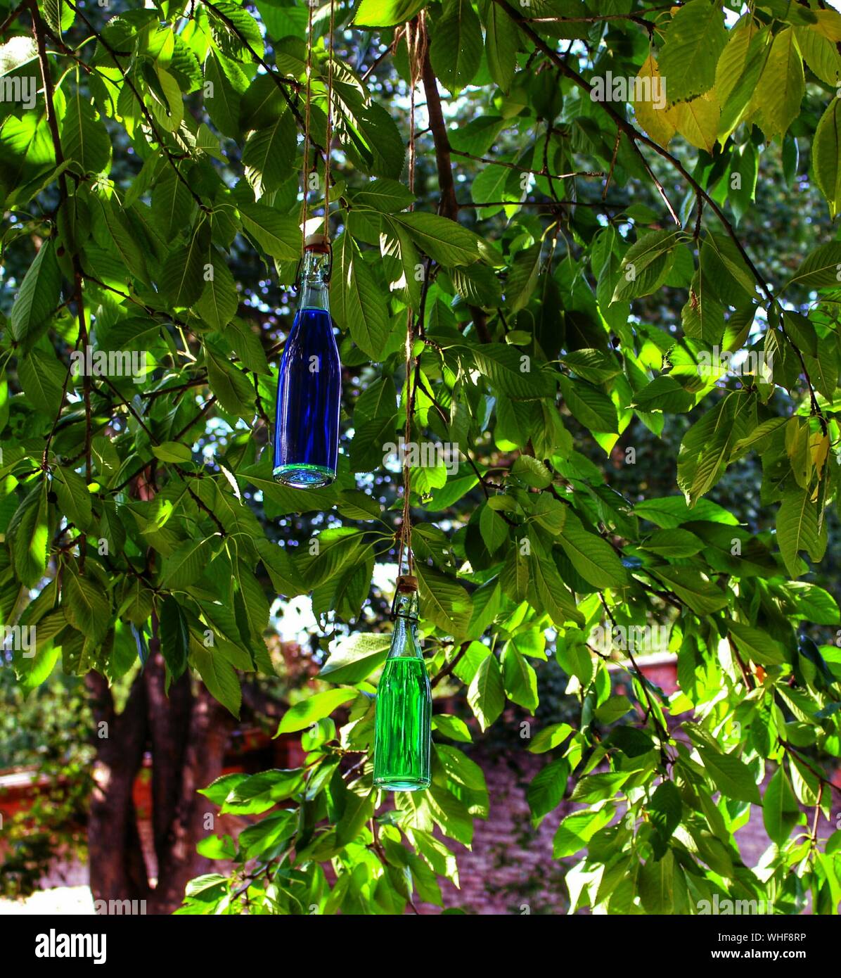 Low hanging tree branches hi-res stock photography and images - Alamy