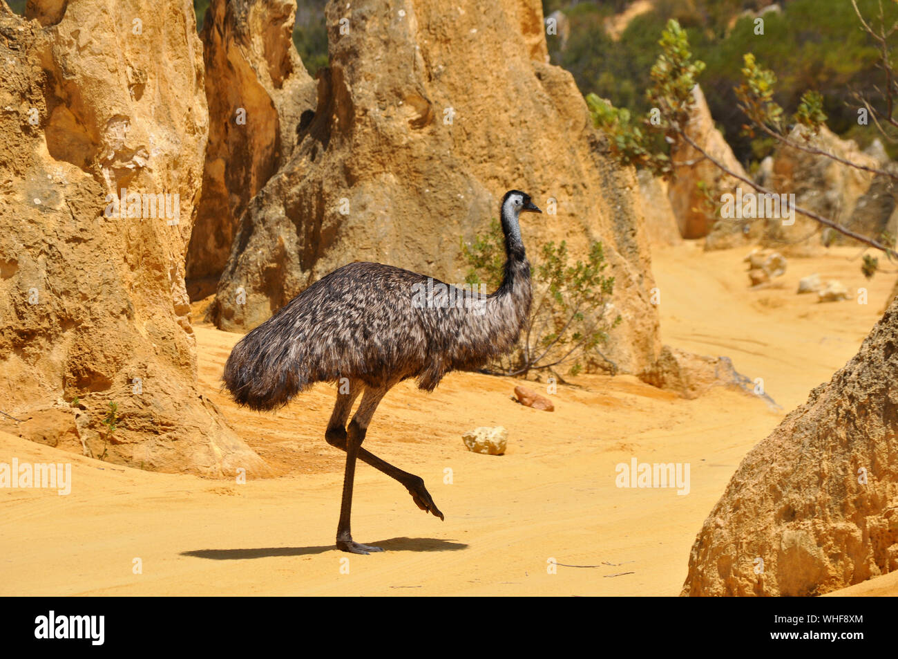 Side view emu in bird hi-res stock photography and images - Alamy