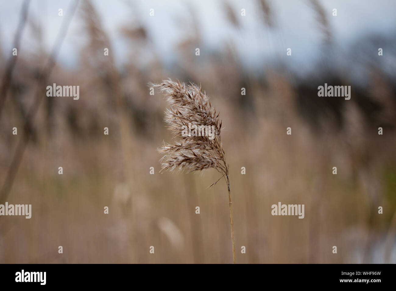 Dead reed stem hi-res stock photography and images - Alamy