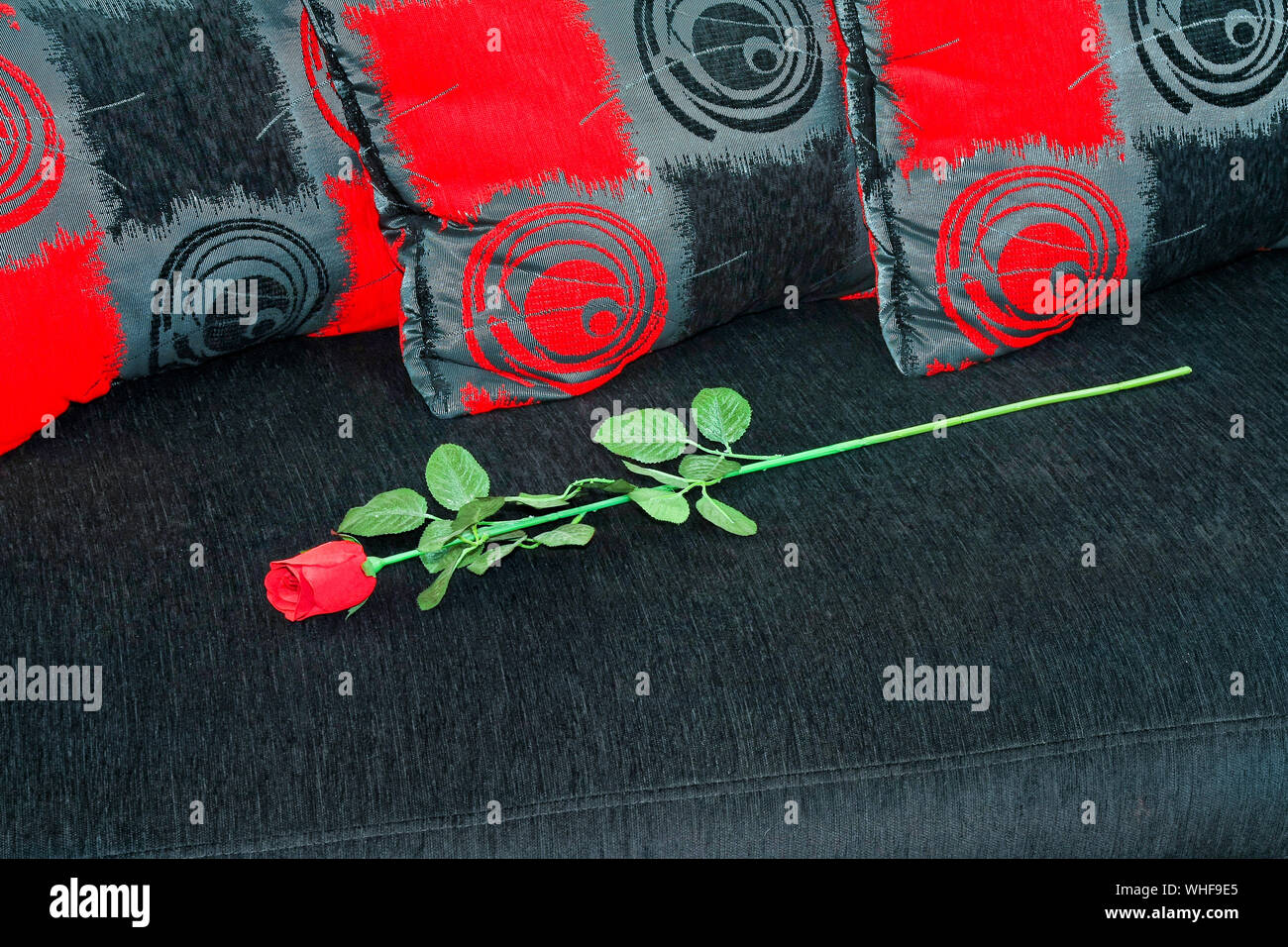 One red rose flower at modern sofa Stock Photo - Alamy