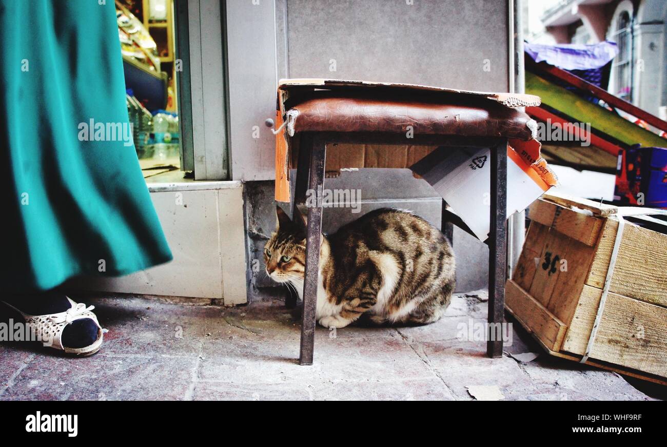 Cat sitting under chair hi-res stock photography and images - Alamy