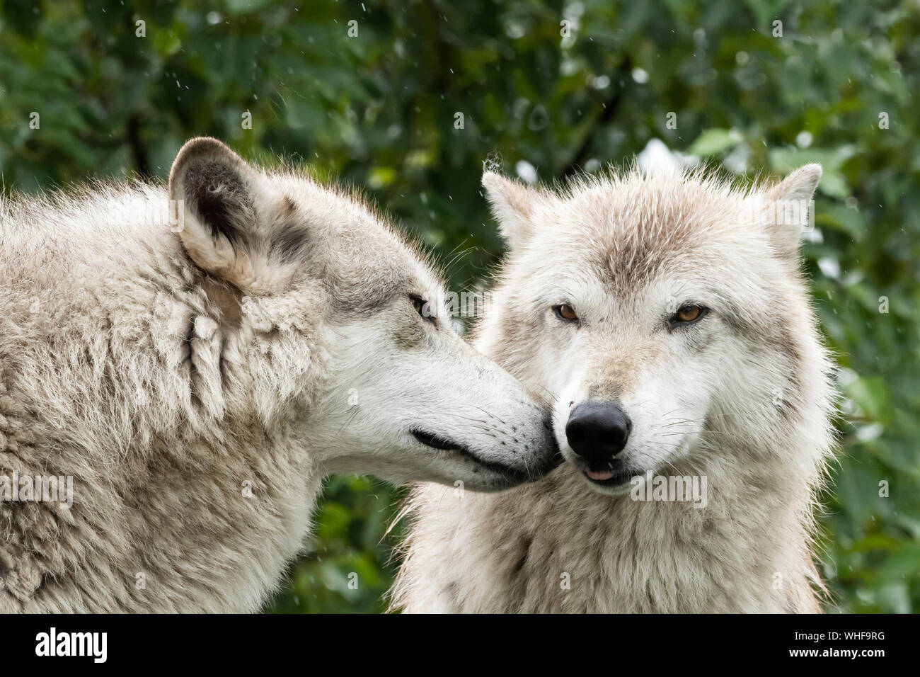North America; United States; Alaska; Spring; Wildlife; Wolf; Canis ...