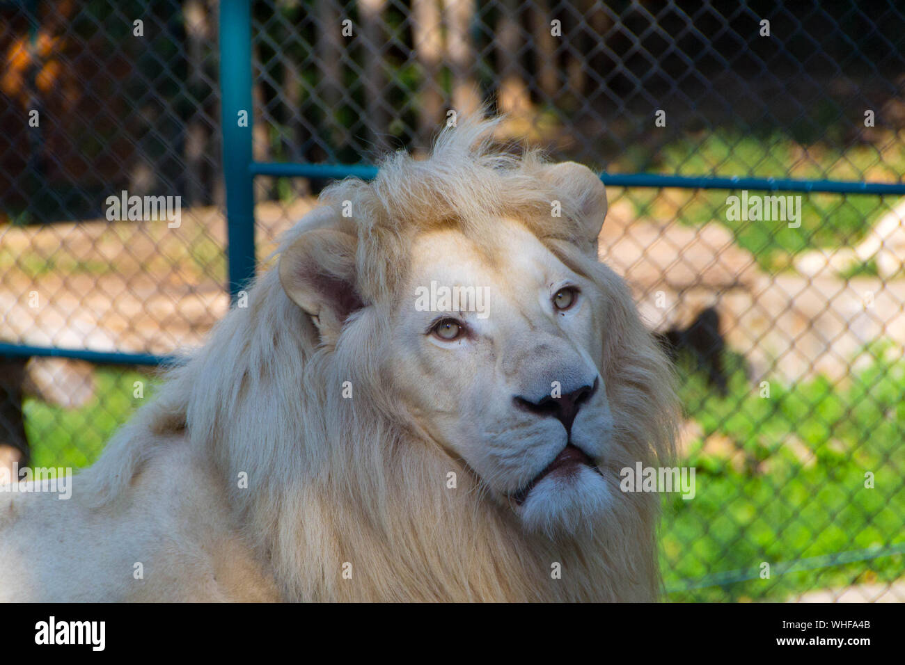 Portrait of a very rare albino lion resting in the afternoon sun Stock ...