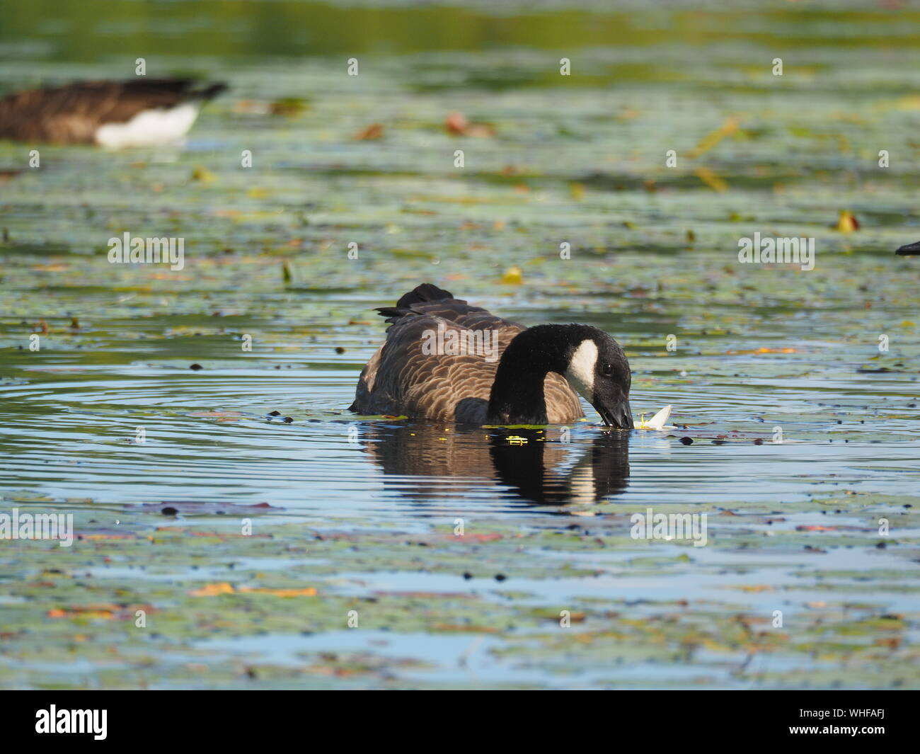 Canada goose in its natural habitat hi-res stock photography and images ...