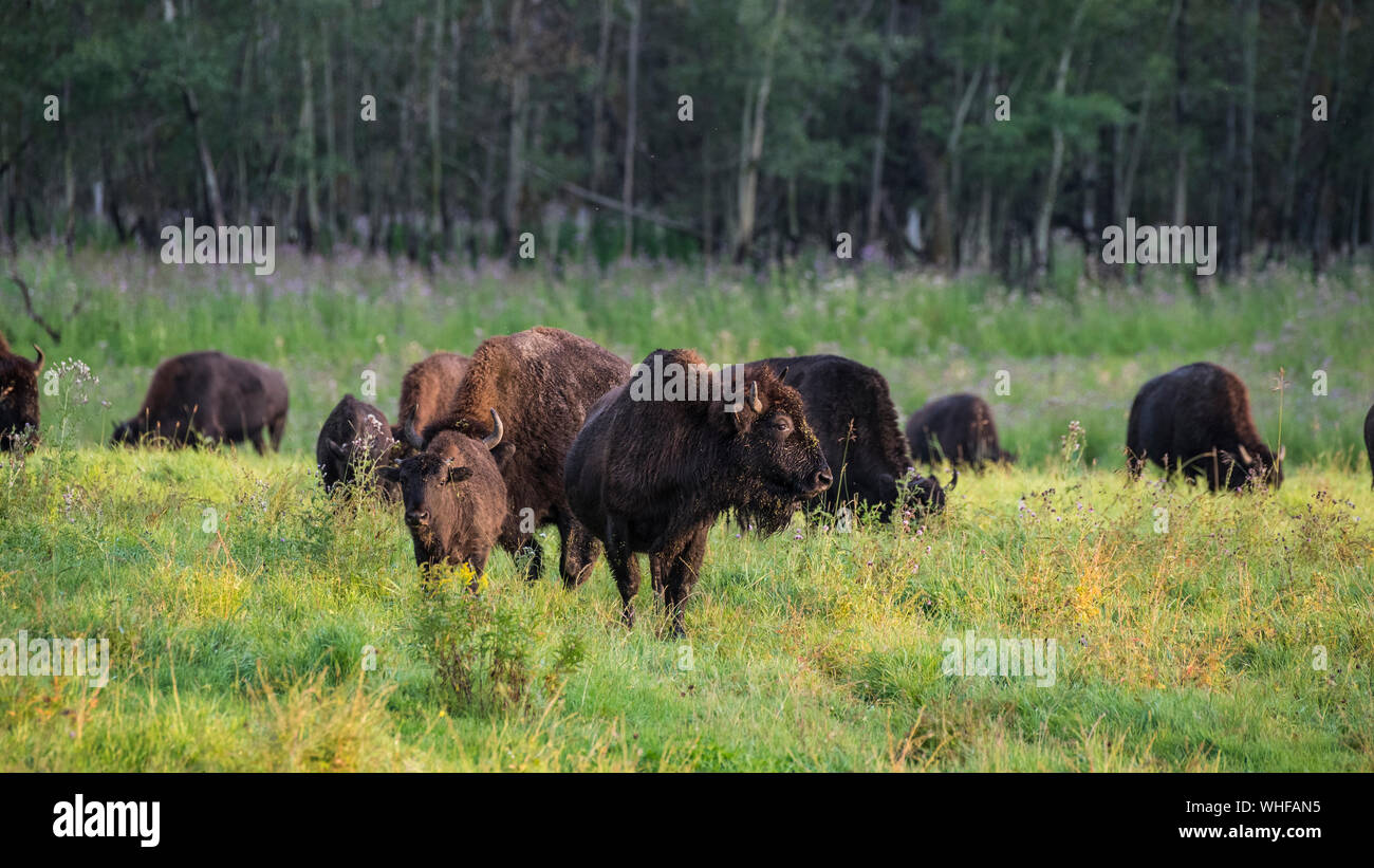Herd of North American Bison (Bison Bison), Elk Island National Park ...