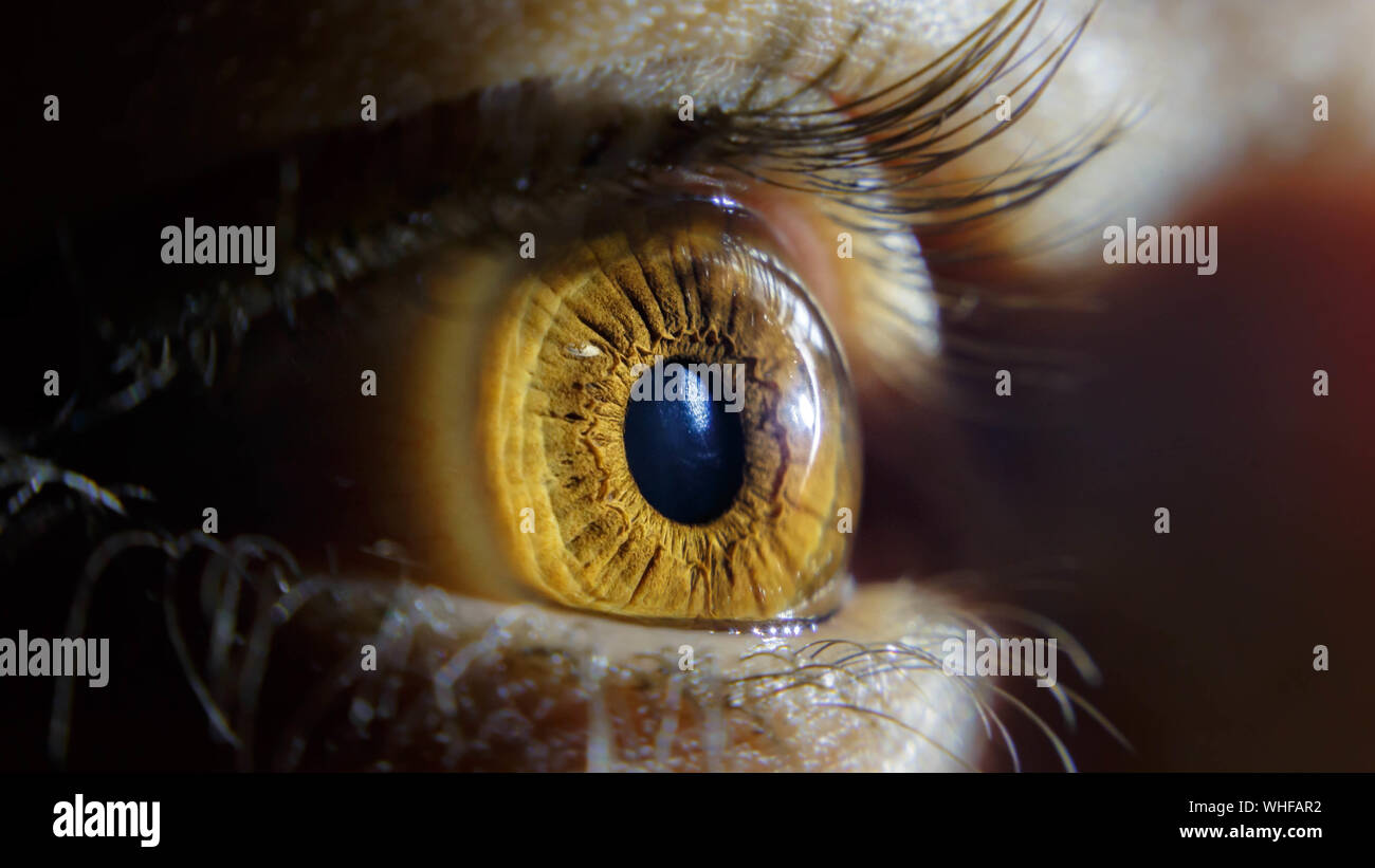 Extreme close up hazel eyes hi-res stock photography and images - Alamy