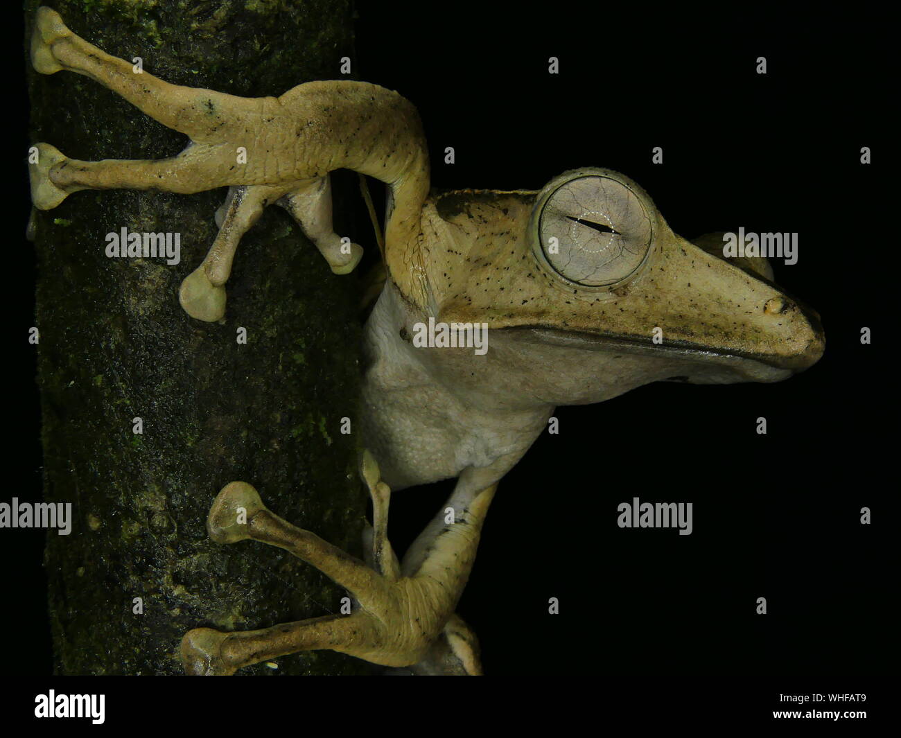 Borneo eared frog hi-res stock photography and images - Alamy