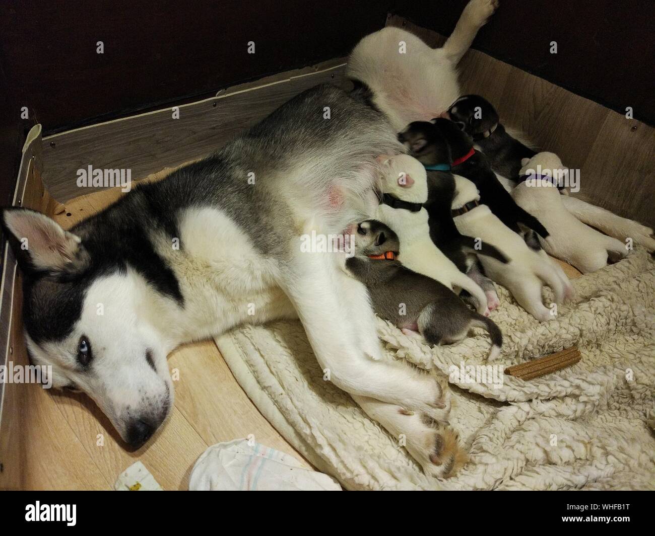 Family breastfeeding animal animals hi-res stock photography and images ...