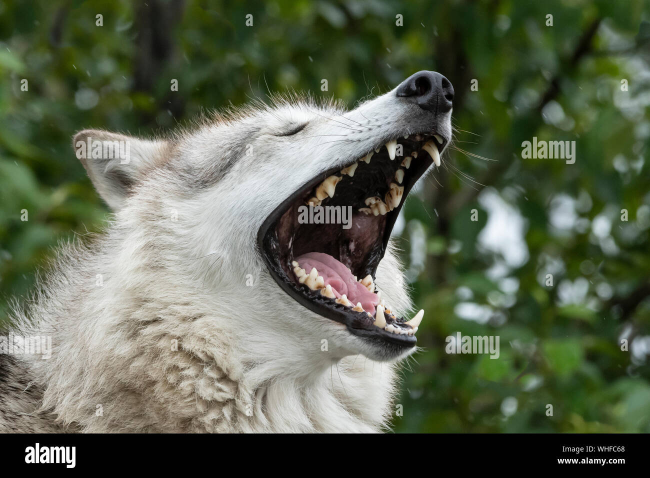 Yawning wolf hi-res stock photography and images - Alamy