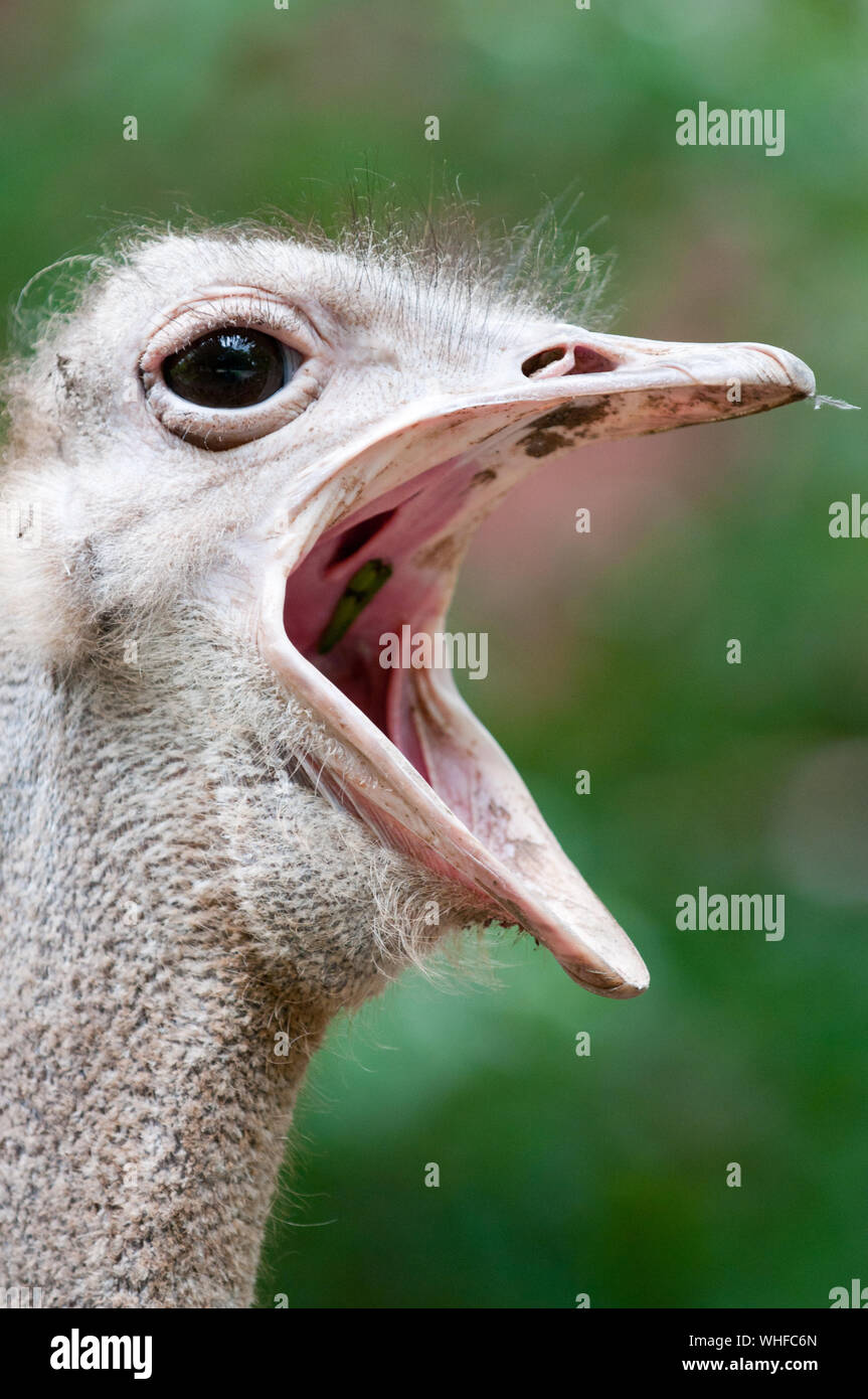 Wild animal chirping hi-res stock photography and images - Alamy
