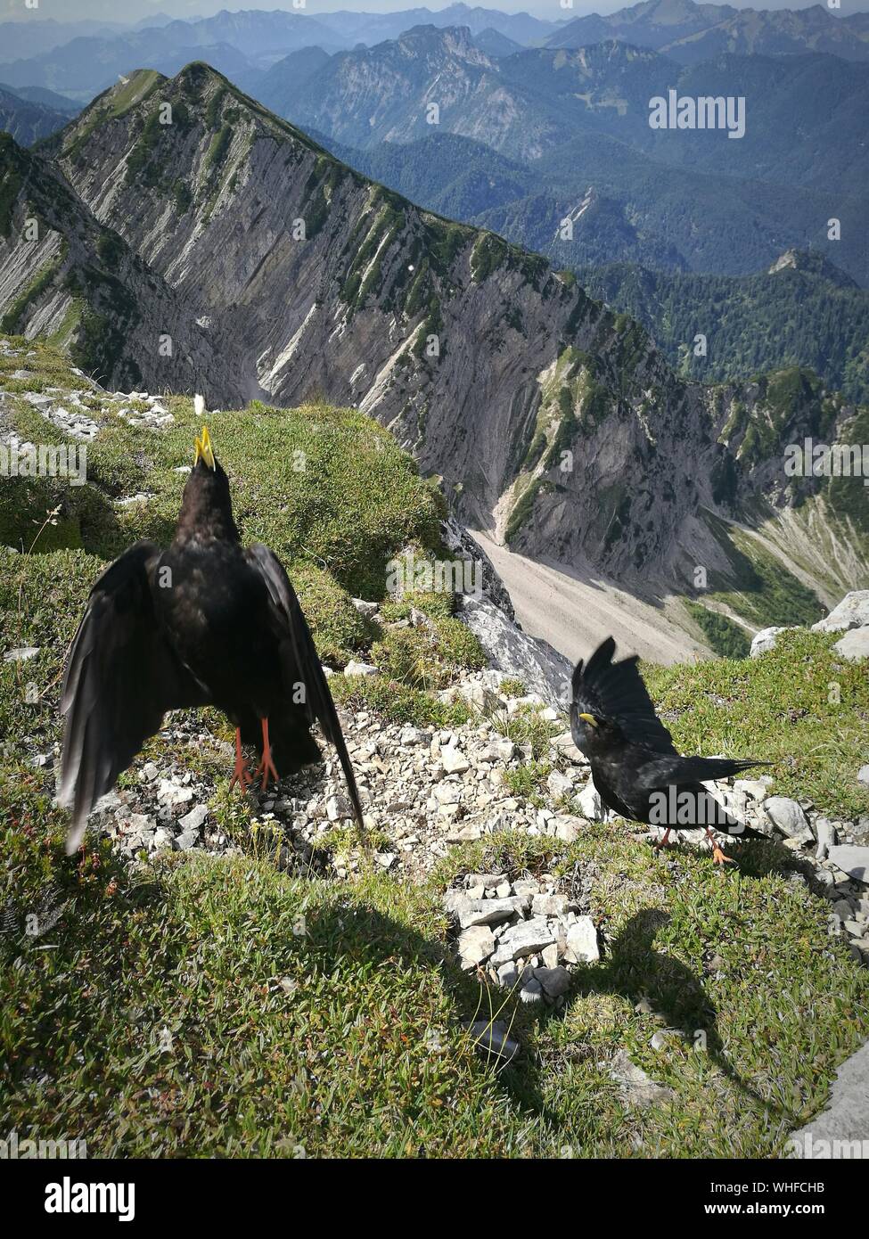 Grackles hi-res stock photography and images - Alamy