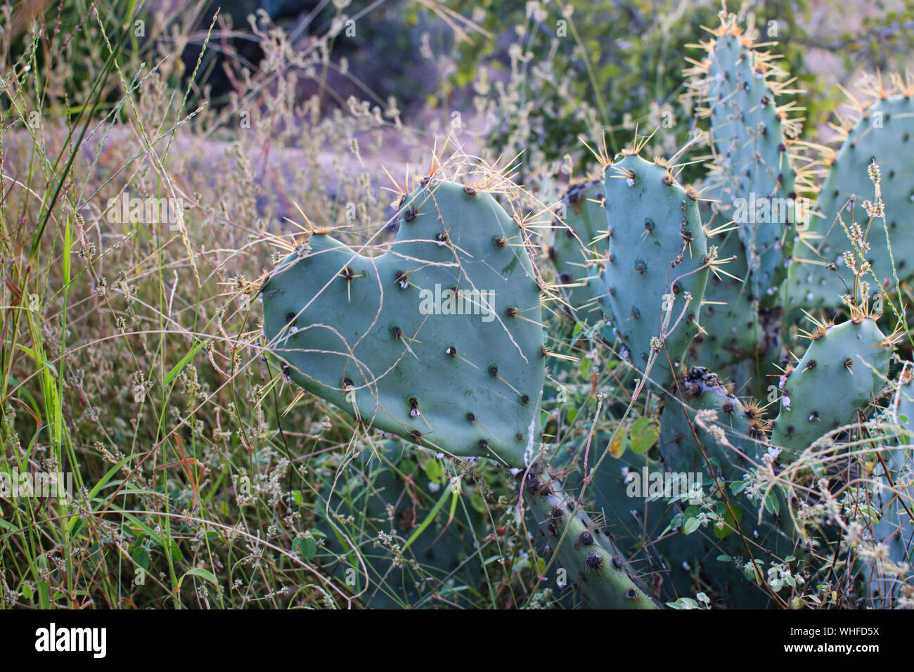 Texas flora hi-res stock photography and images - Alamy