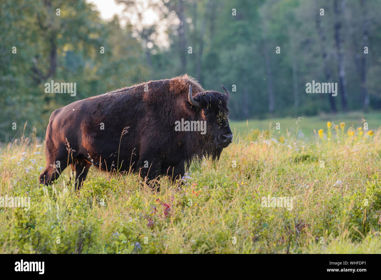 North American Bison (Bison Bison), Elk Island National Park, Alberta ...
