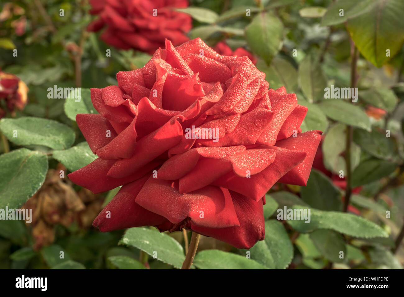 Soft colored red rose with tiny droplets in the garden Stock Photo - Alamy