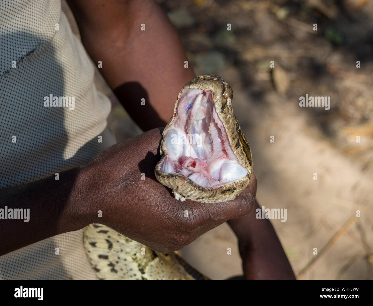 Man and snake python hi-res stock photography and images - Alamy