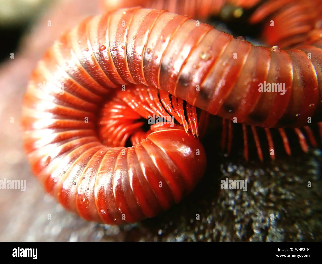 Leech High Resolution Stock Photography and Images - Alamy