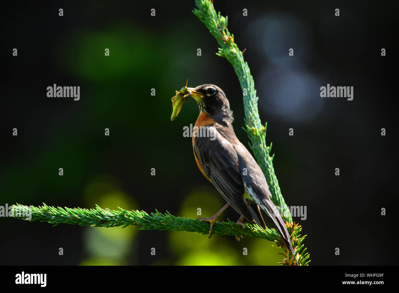 Canadian bird eating a grasshopper in a national park Stock Photo - Alamy