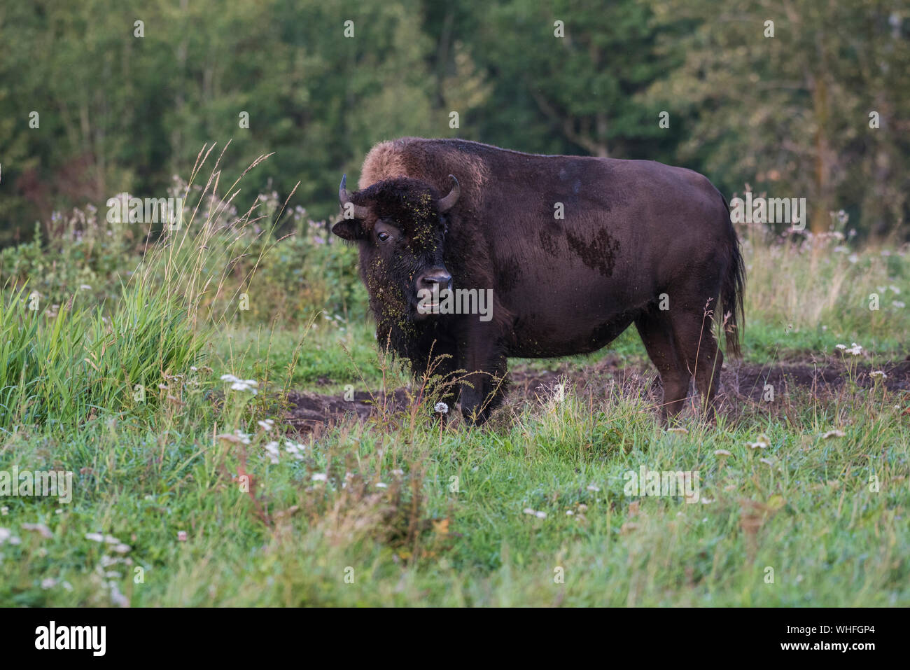North American Bison (Bison Bison), Elk Island National Park, Alberta ...