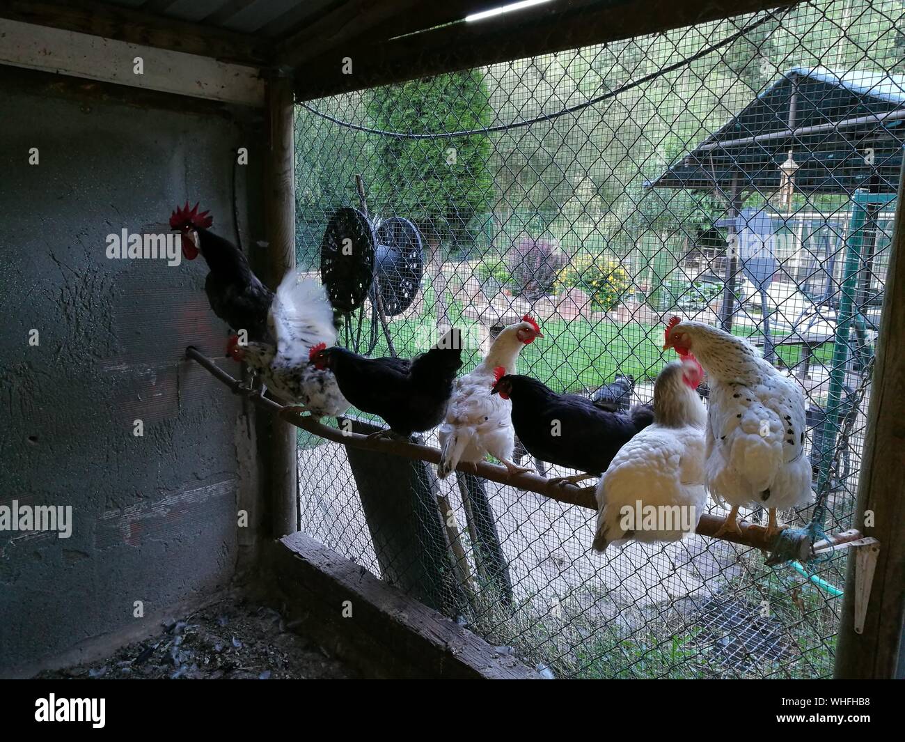 Bamboo chicken hi-res stock photography and images - Alamy