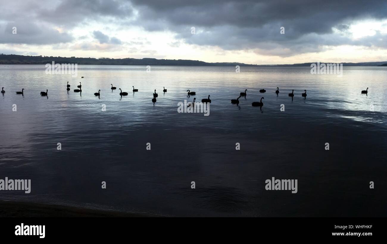 Floating birds hi-res stock photography and images - Alamy
