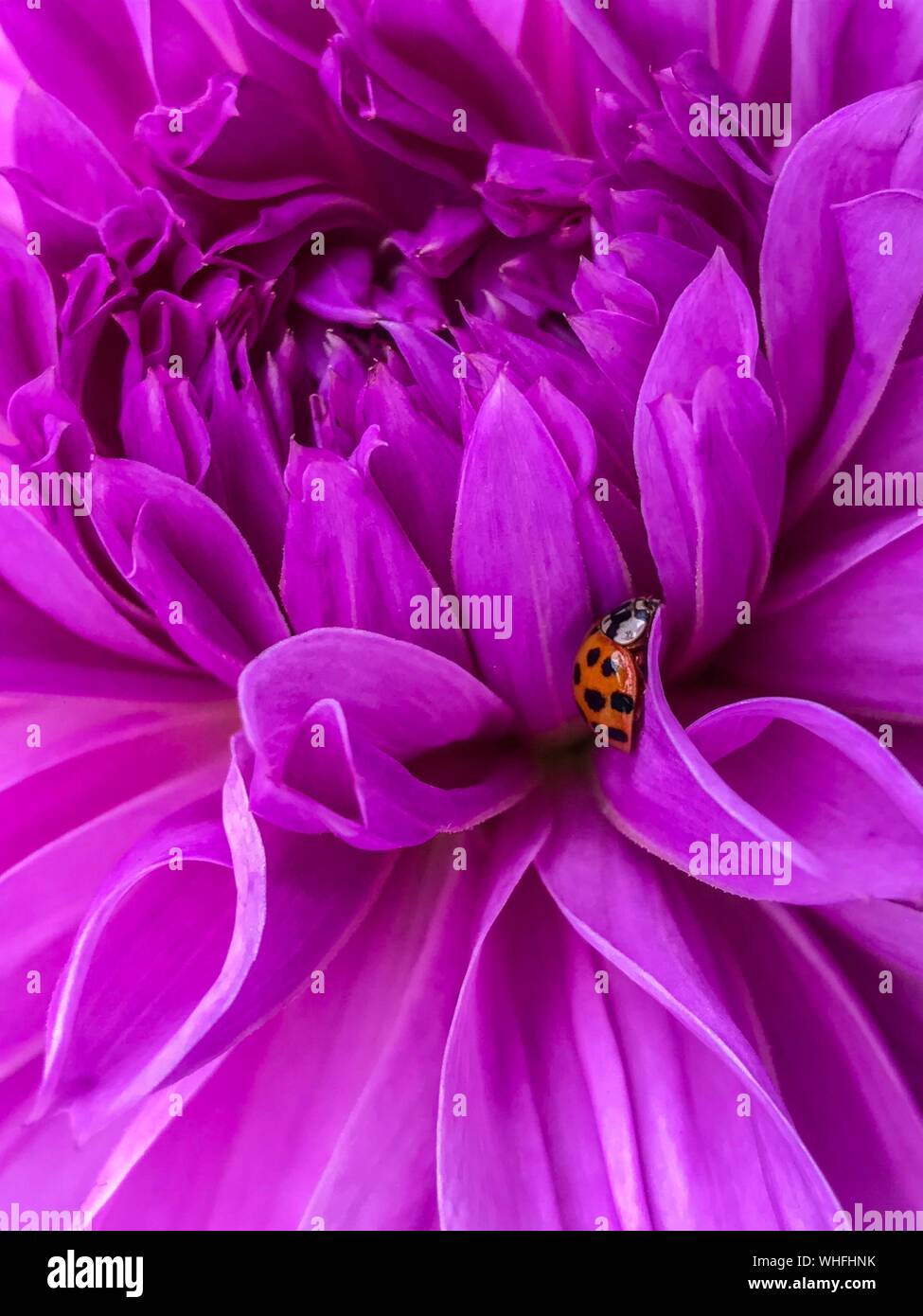 Purple marking hi-res stock photography and images - Alamy