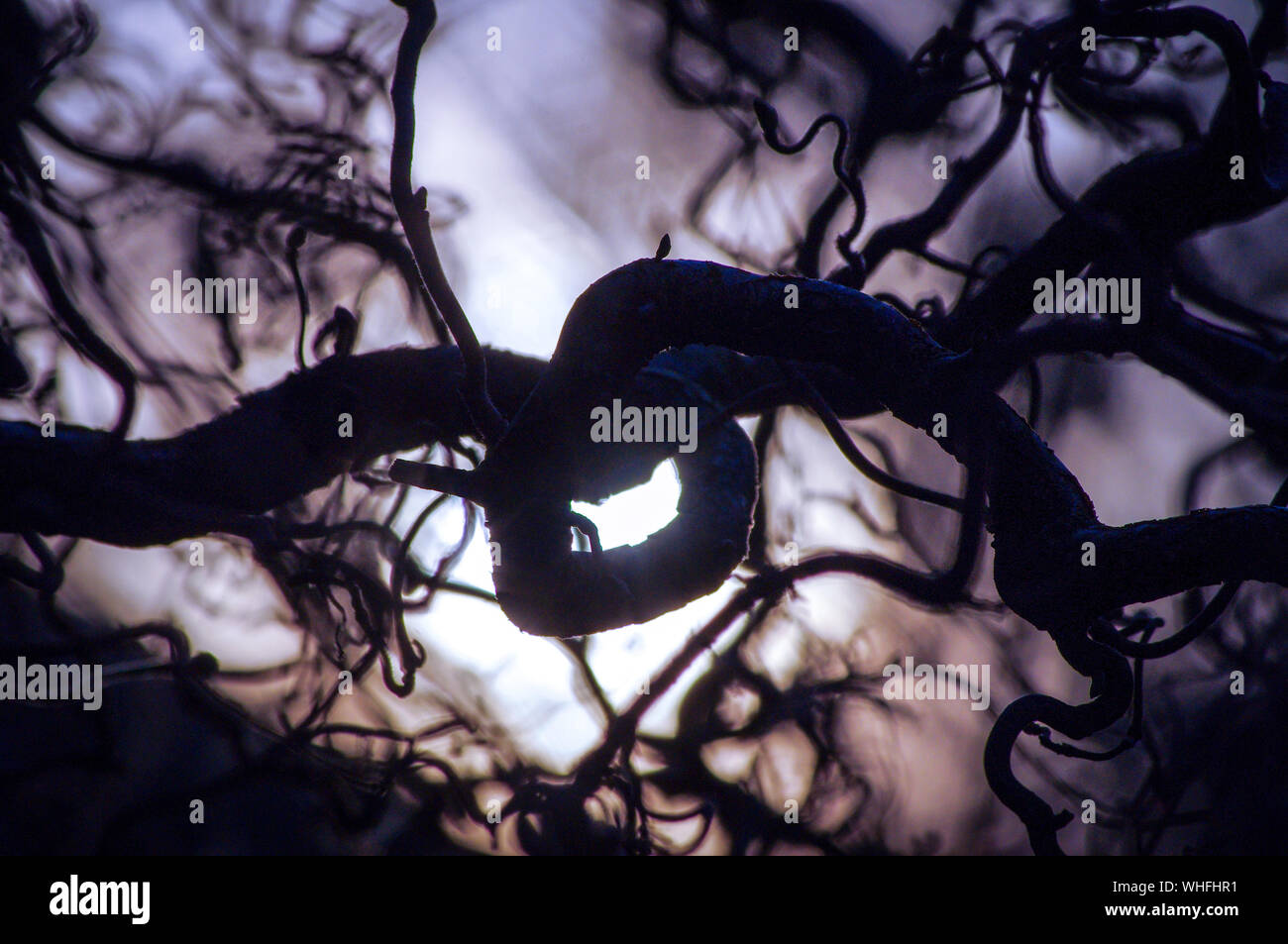 Tangled branches hi-res stock photography and images - Alamy