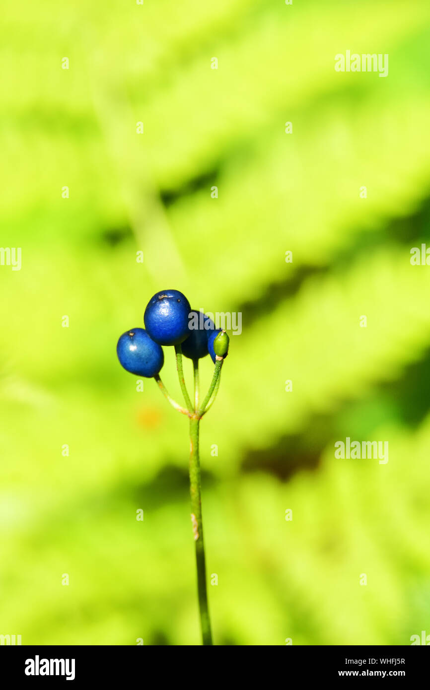 Blue berries in canadian national park Stock Photo - Alamy