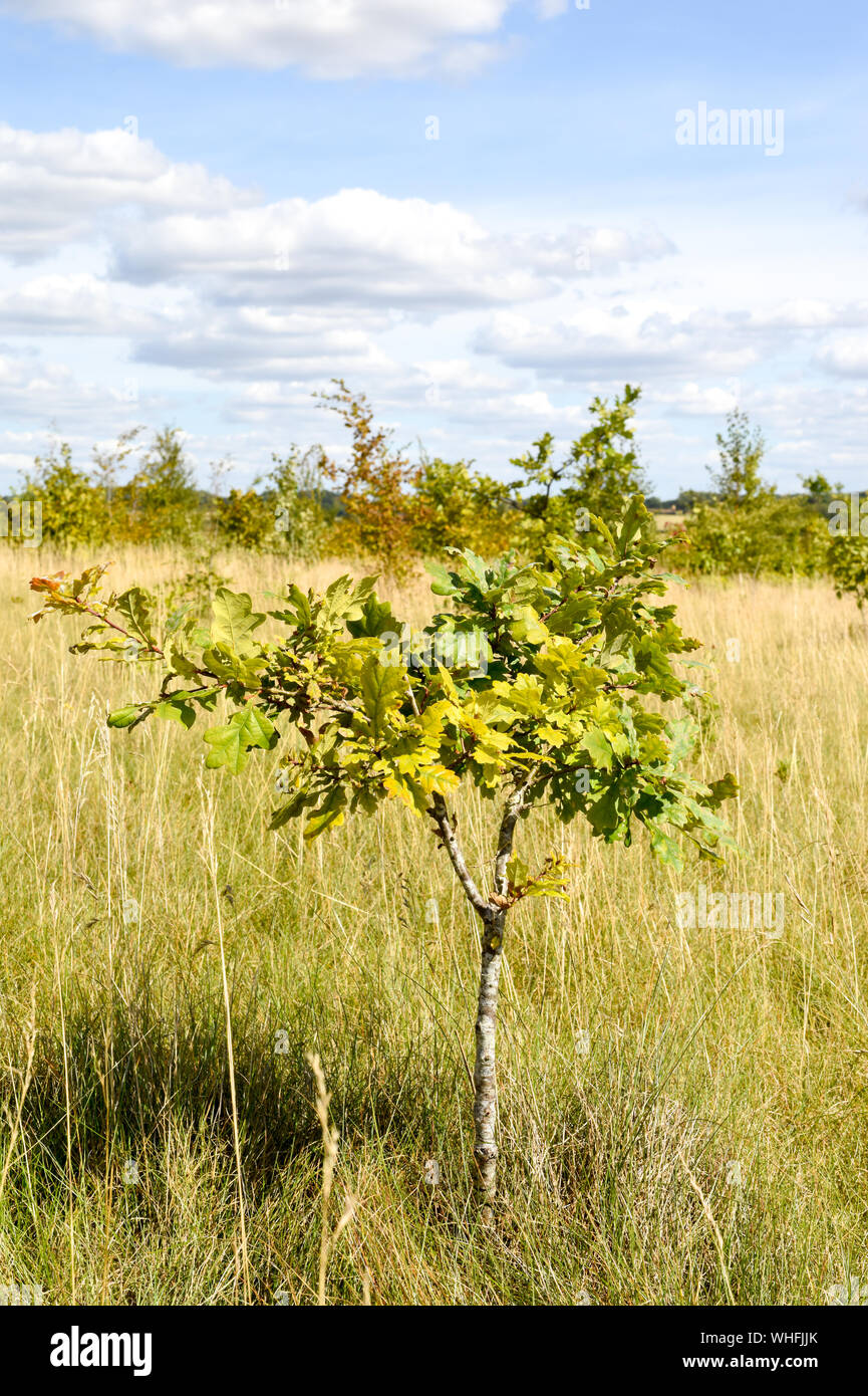 Conservation area where woodland is being regenerated by the planting ...