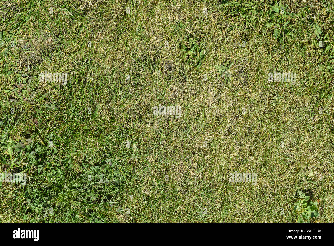 Patch of green grass or lawn viewed from above, grass background Stock ...
