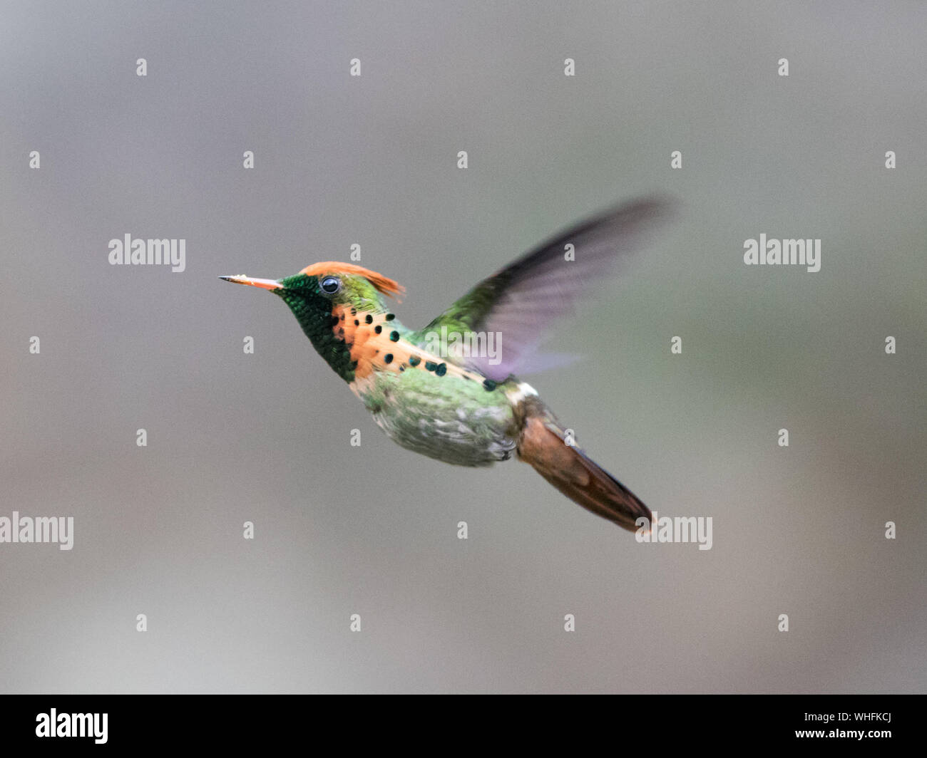 Tufted coquette hummingbird hi-res stock photography and images - Alamy