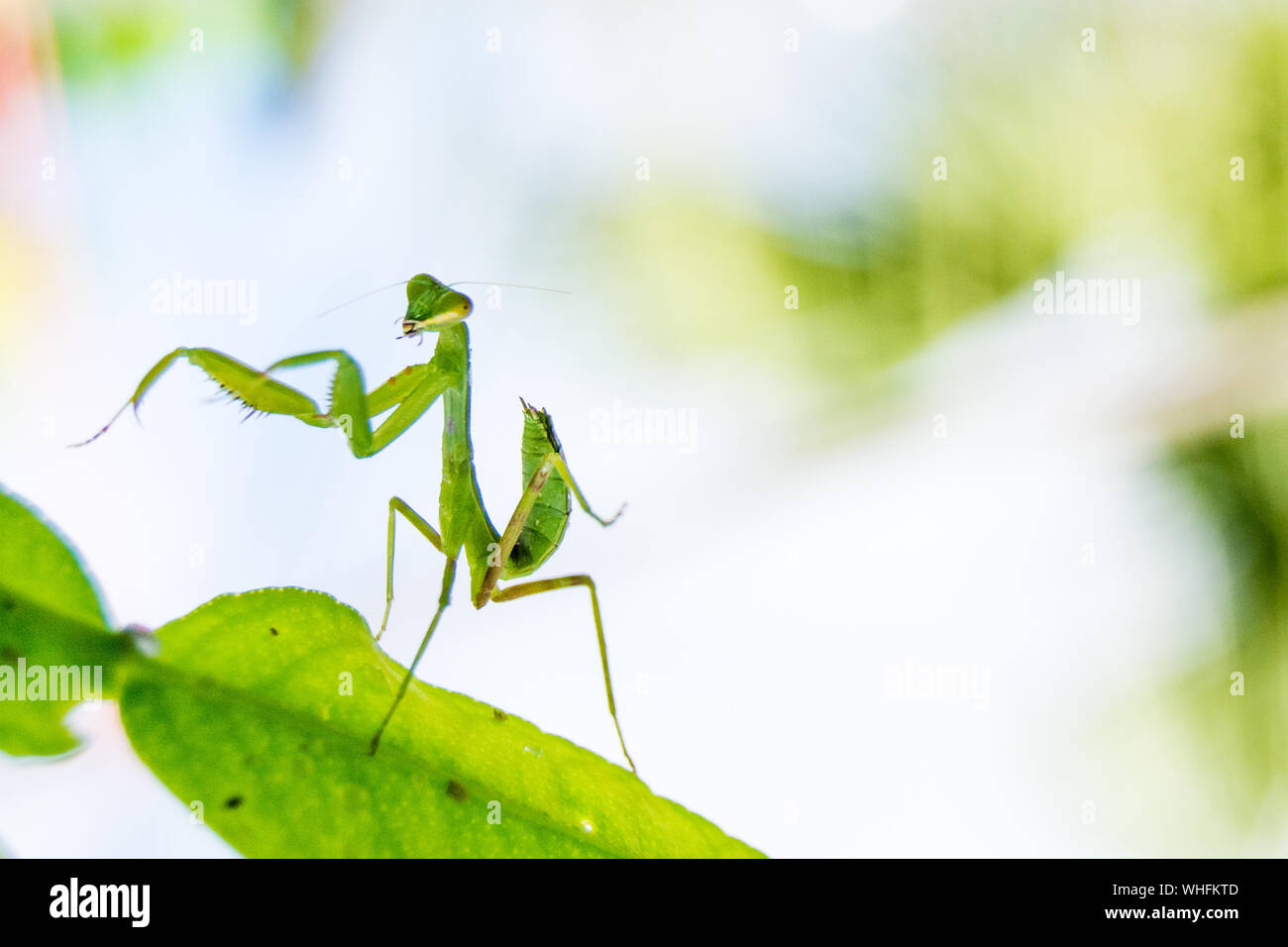 Leaf praying mantis hi-res stock photography and images - Alamy