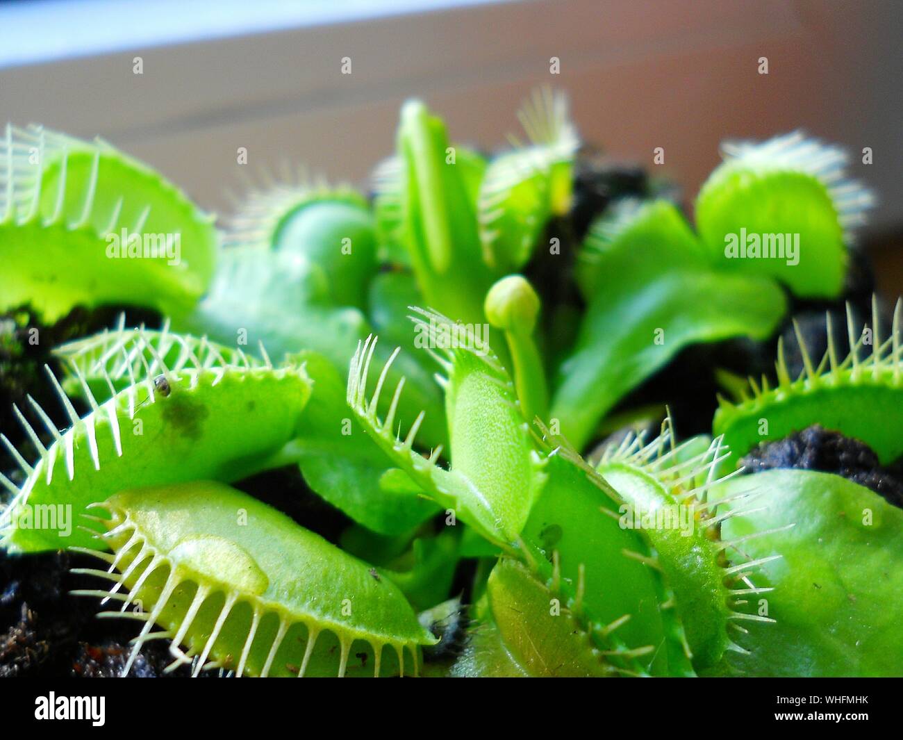 Venus flytrap close up hi-res stock photography and images - Alamy