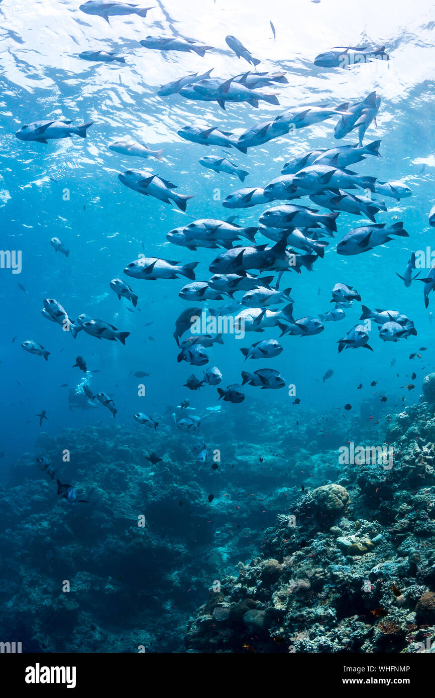 School Of Fish Swimming In Sea Stock Photo - Alamy