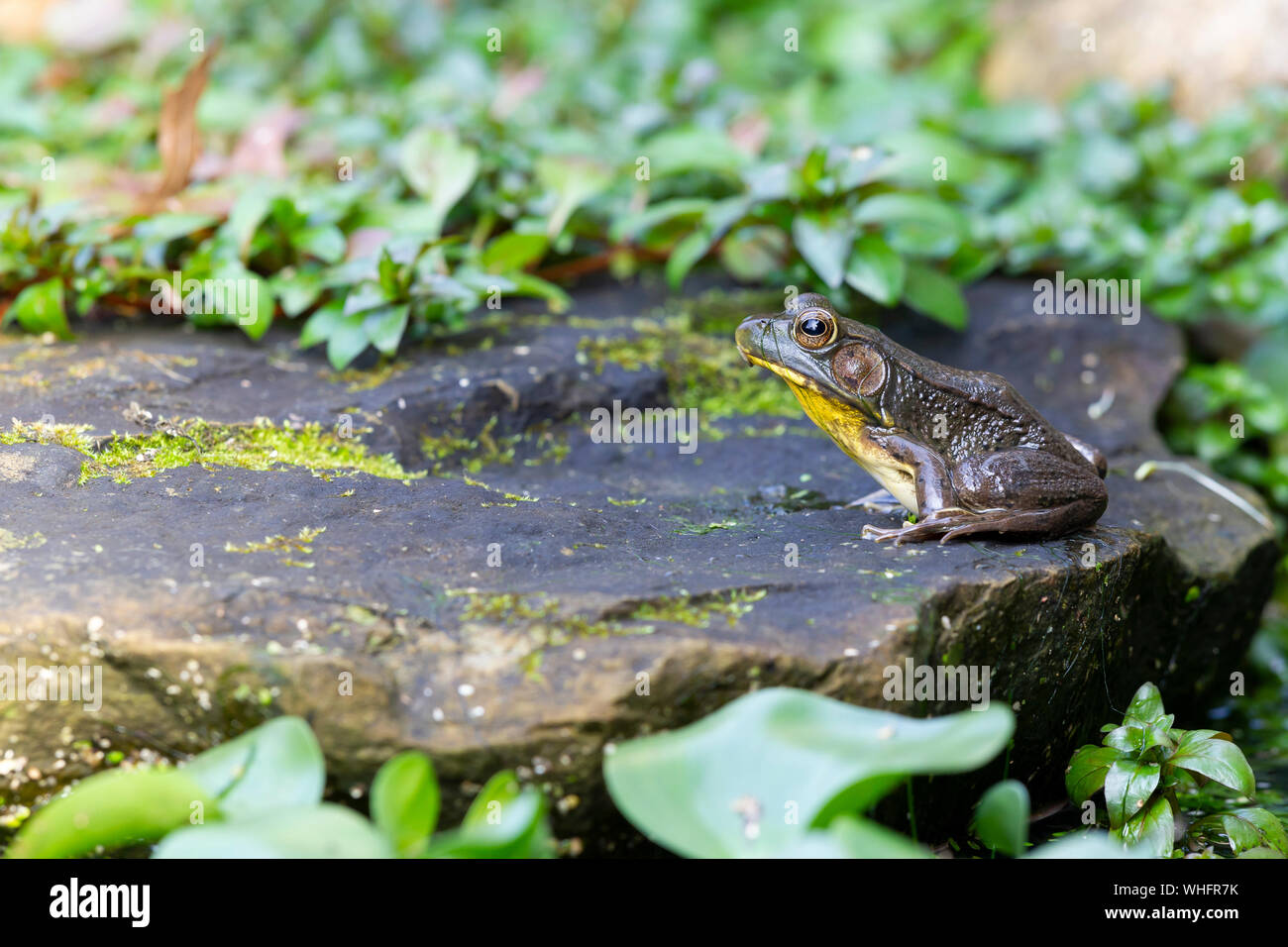 A Frog sitting on a rock in a garden pond surrounded by green leaves ...
