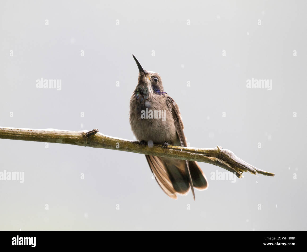 Brown Violetear (Colibri delphinae Stock Photo - Alamy