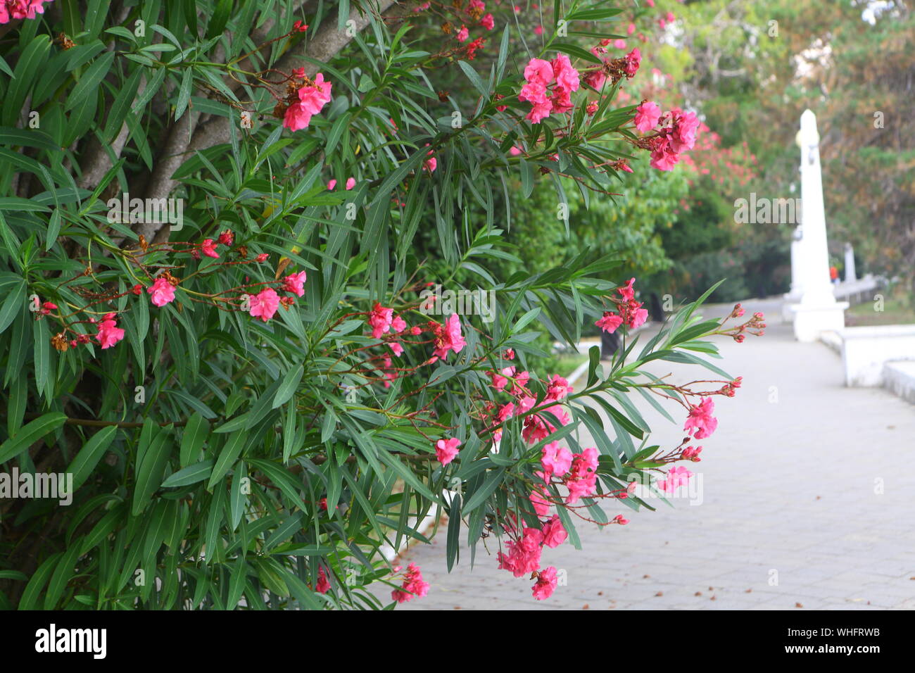 Flowering pink oleanders hi-res stock photography and images - Alamy