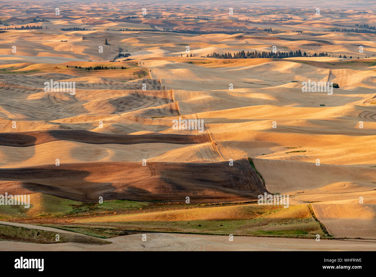 Harvest season and golden wheat fields of the Palouse Stock Photo - Alamy