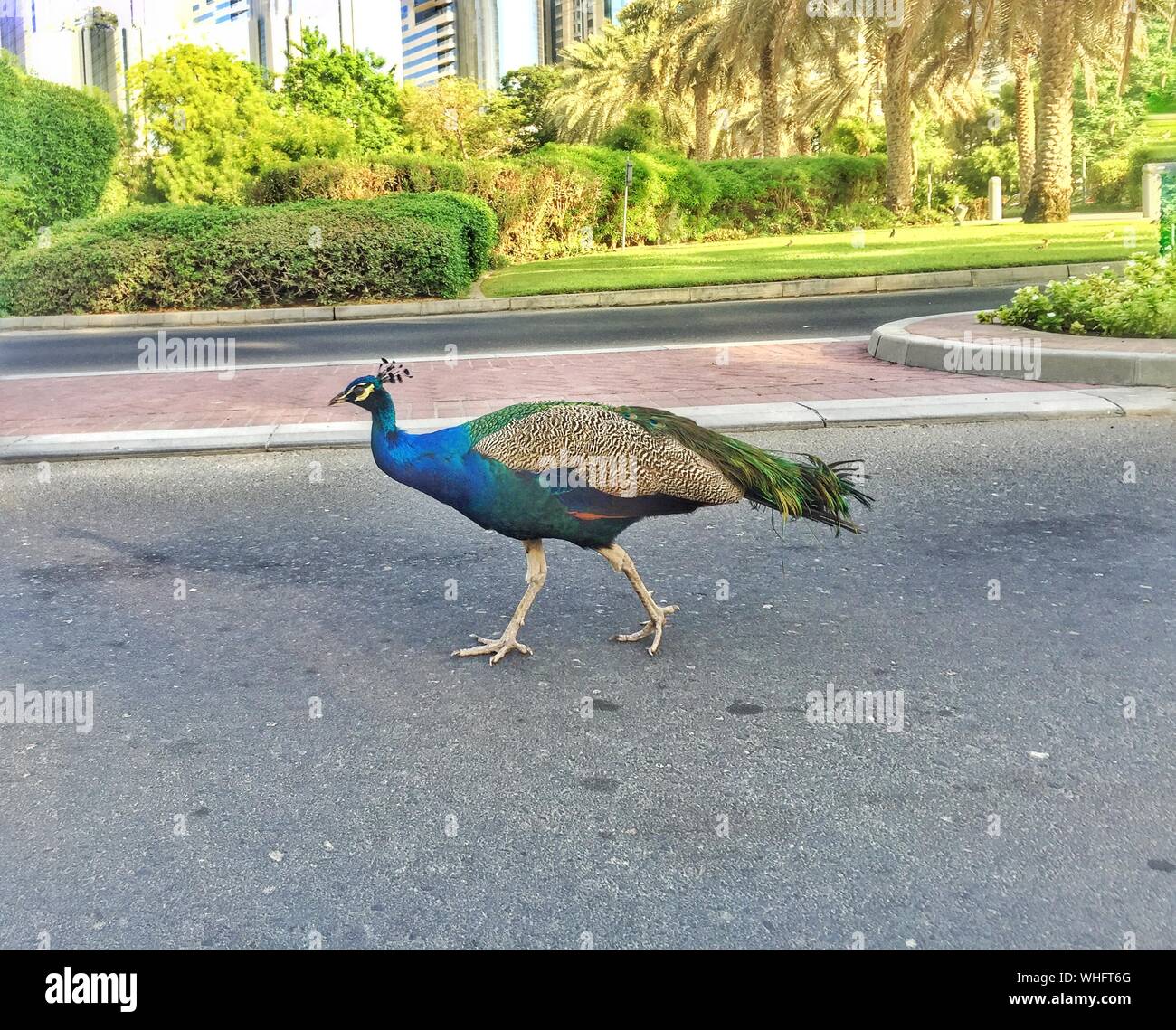 Peacock street hi-res stock photography and images - Alamy