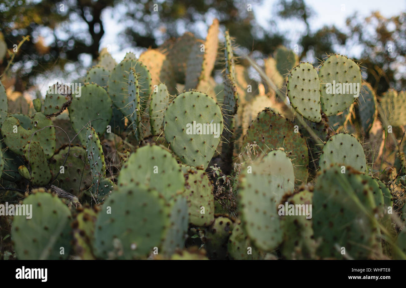 South central texas hi-res stock photography and images - Alamy
