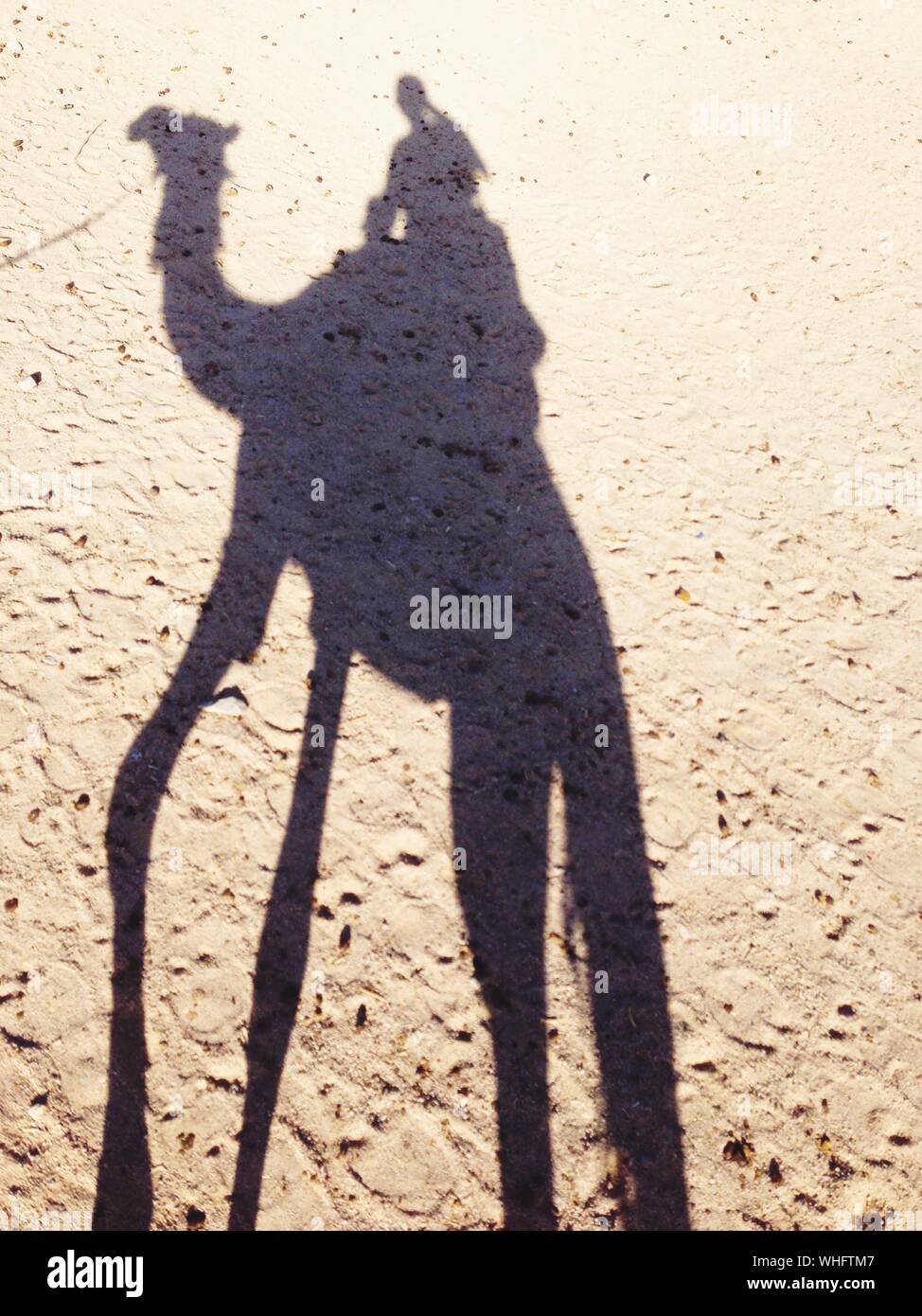 Camel Shadow Desert High Resolution Stock Photography and Images - Alamy